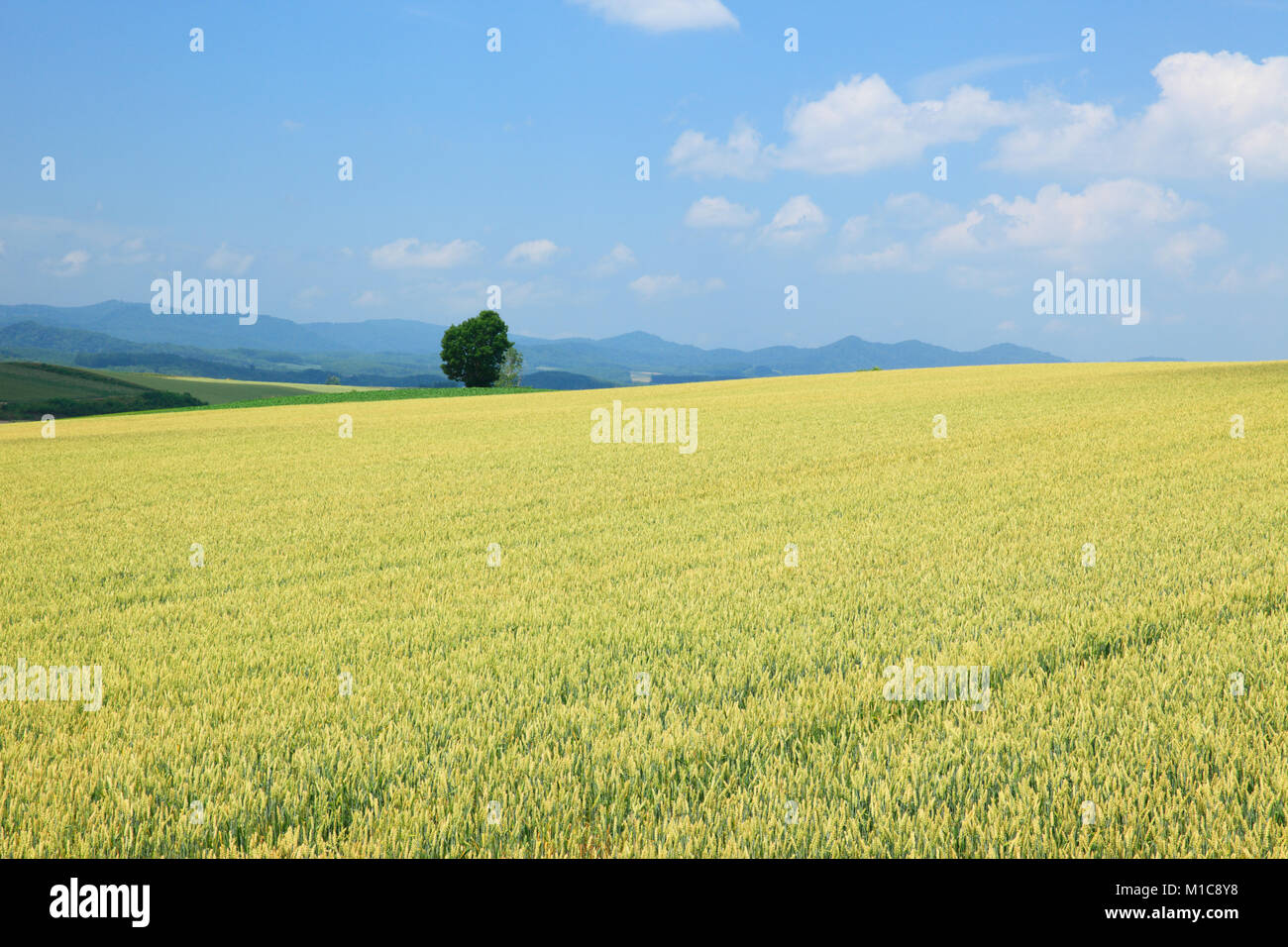 Wheat field, Hokkaido, Japan Stock Photo - Alamy
