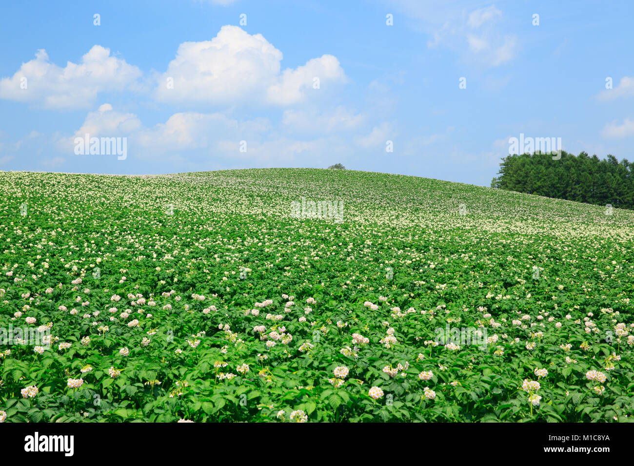 Potato field, Hokkaido, Japan Stock Photo - Alamy
