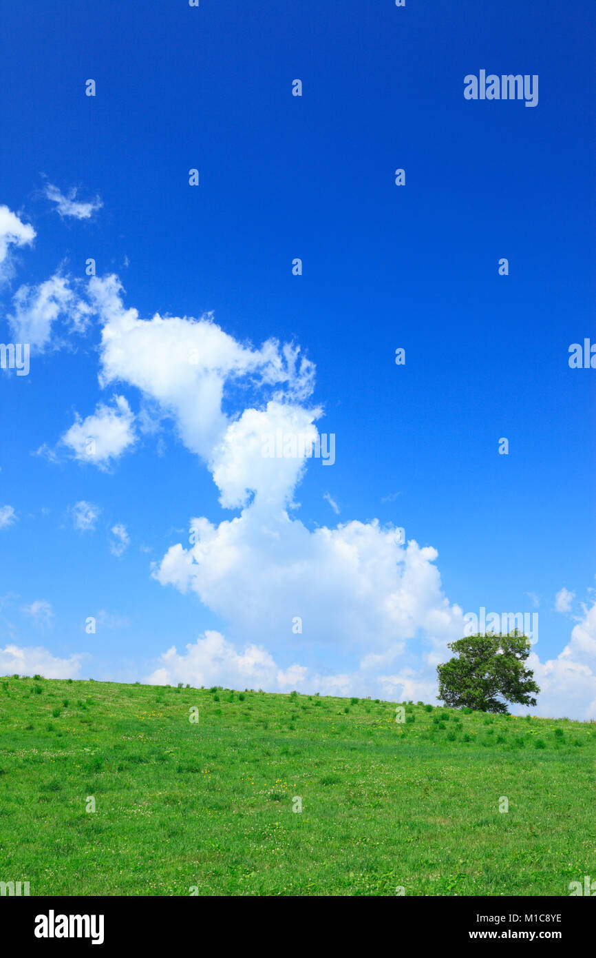 Green field, Hokkaido, Japan Stock Photo - Alamy