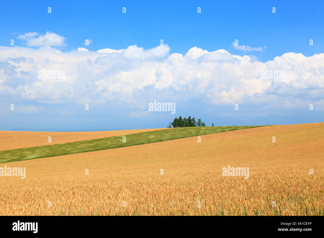 Orange sensation hi-res stock photography and images - Alamy