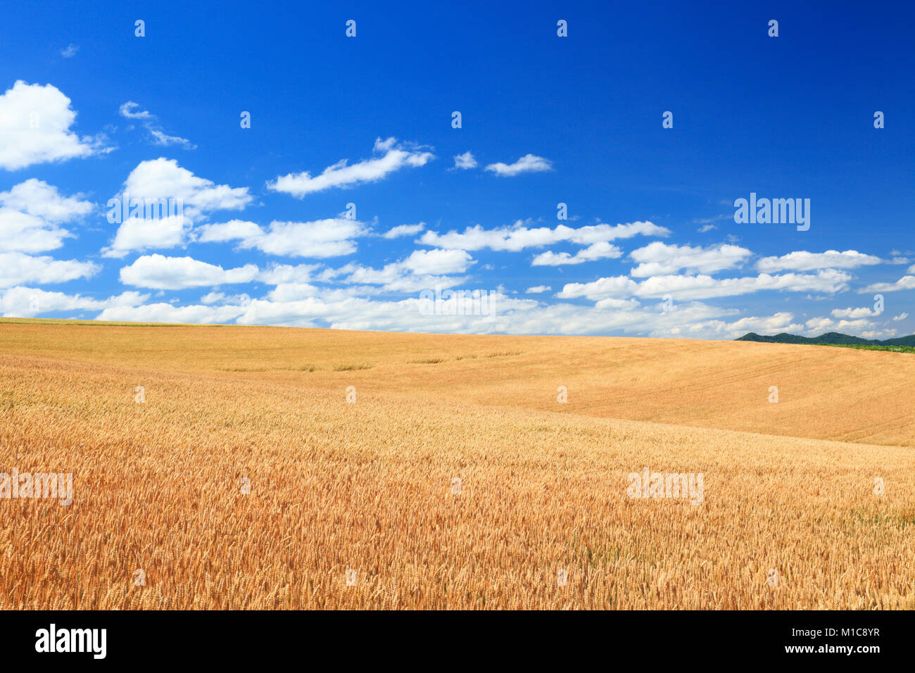Wheat field, Hokkaido, Japan Stock Photo - Alamy