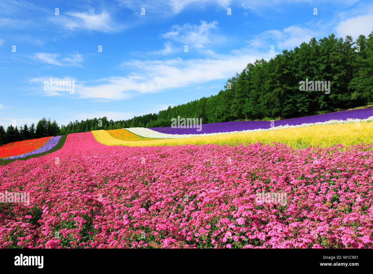 Flower field, Hokkaido, Japan Stock Photo - Alamy