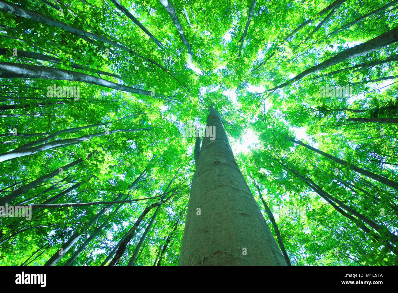 Green forest, Japan Stock Photo - Alamy