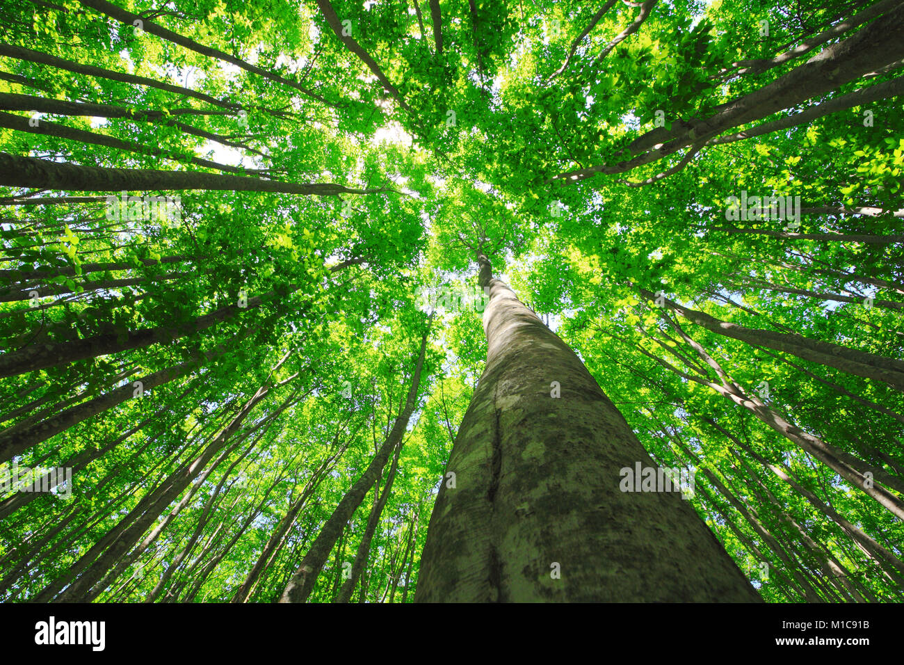Green forest, Japan Stock Photo - Alamy