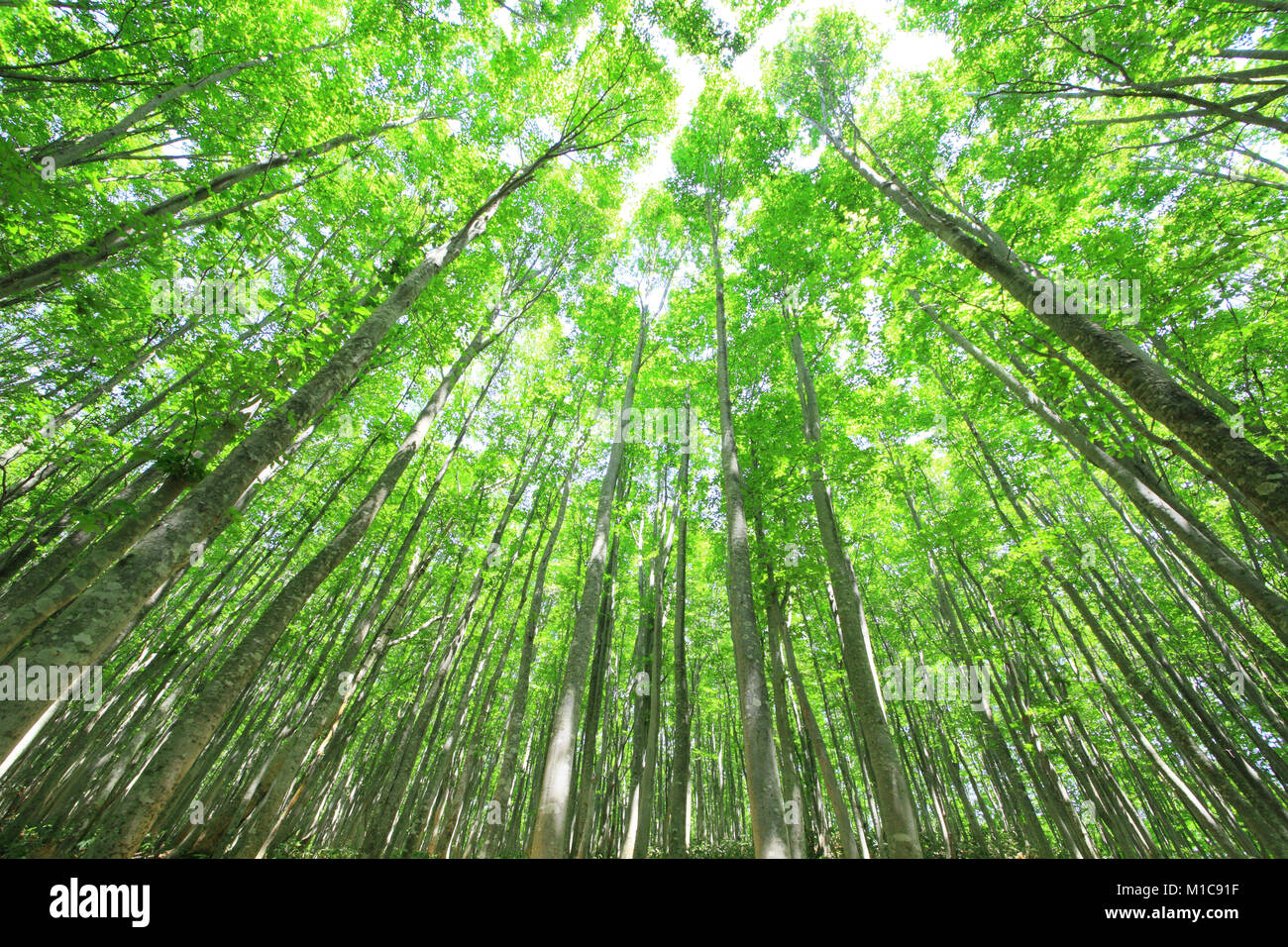 Green forest, Japan Stock Photo - Alamy