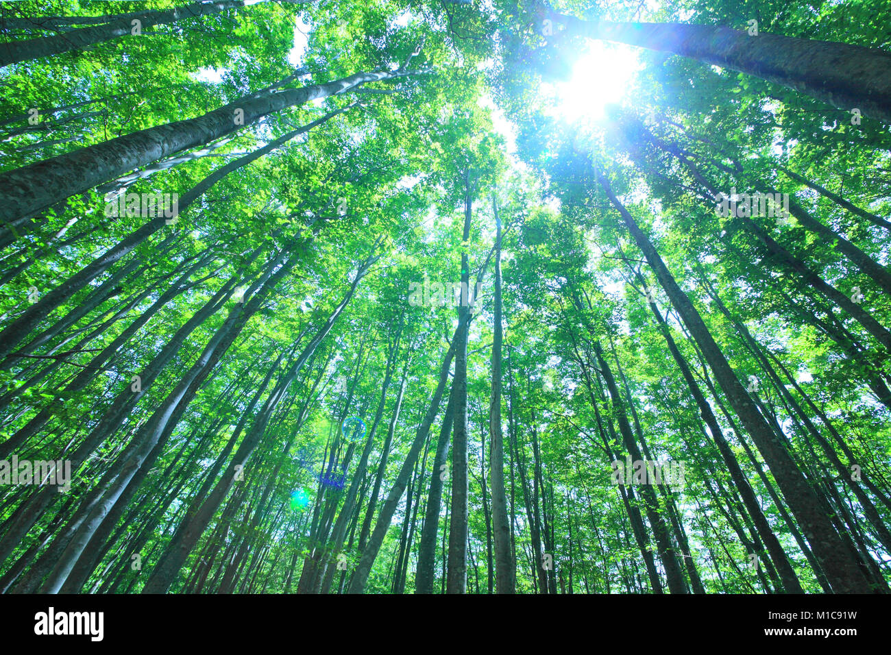 Green forest, Japan Stock Photo - Alamy
