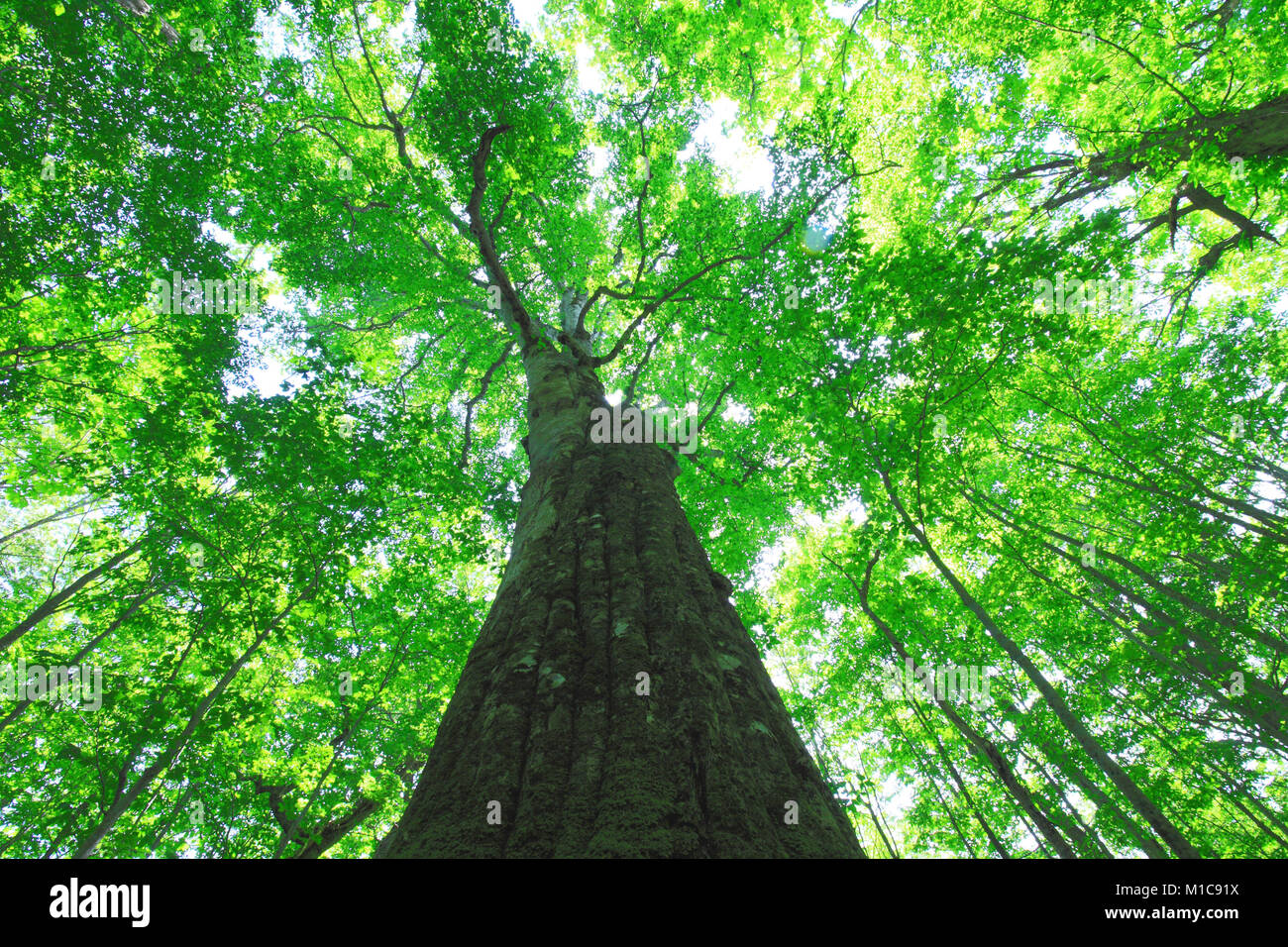Green forest, Japan Stock Photo - Alamy