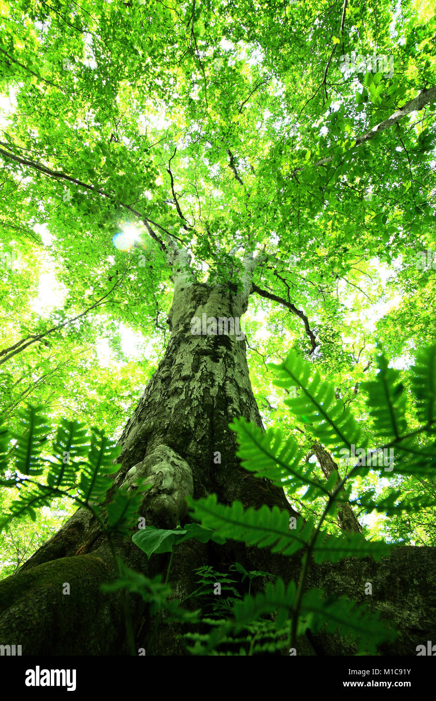 Green forest, Japan Stock Photo - Alamy
