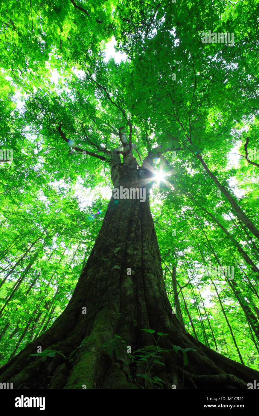 Green forest, Japan Stock Photo - Alamy