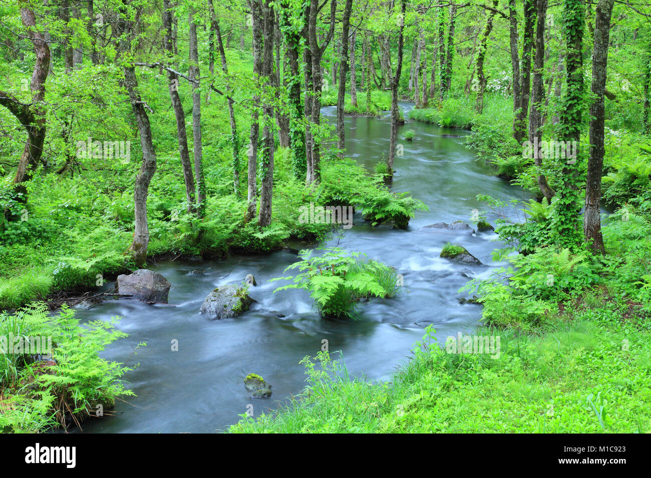 Water stream in the woods, Fukushima Prefecture, Japan Stock Photo - Alamy