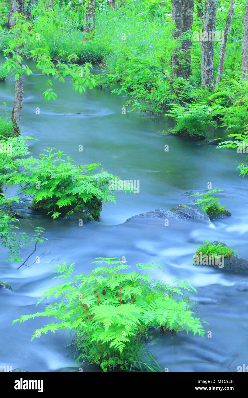 Water stream in the woods, Fukushima Prefecture, Japan Stock Photo - Alamy