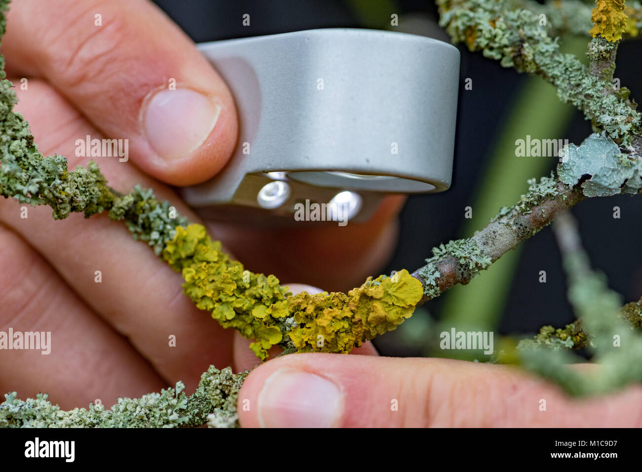 The lichens expert, biologist Oliver Duerhammer looks at a tree bark ...