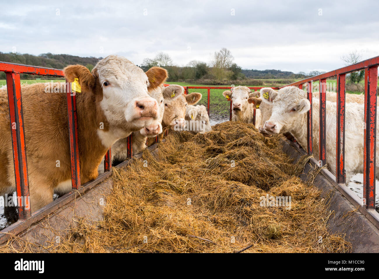 Cows at a feeding station in winter, Hampshire, UK Stock Photo - Alamy