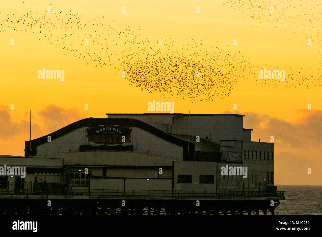 flock fly animal starling flight swarm bird dusk murmuration blackpool ...