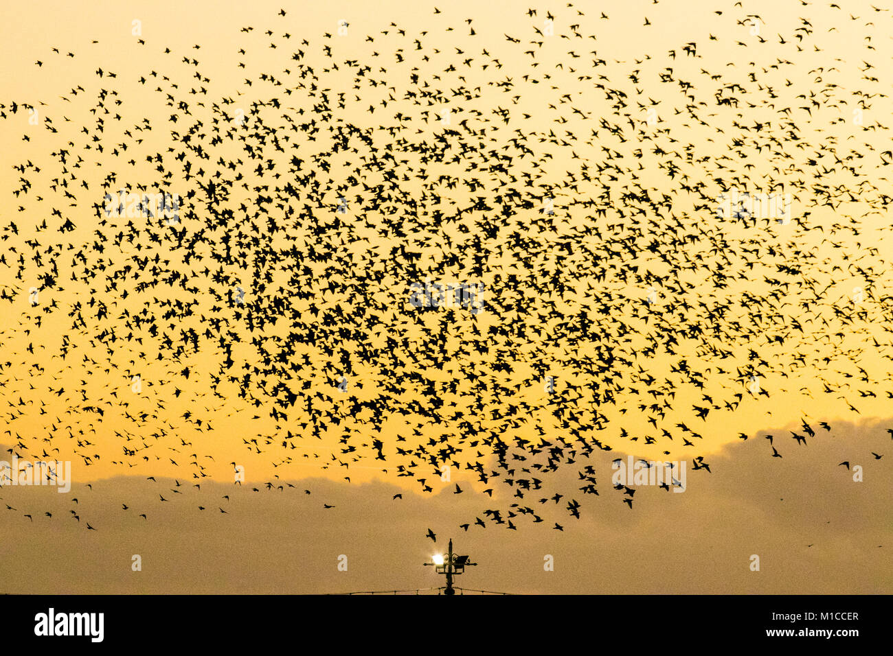 flock fly animal starling flight swarm bird dusk murmuration blackpool ...