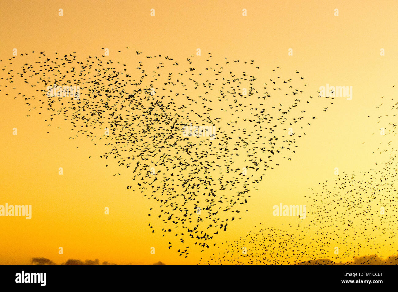 flock fly animal starling flight swarm bird dusk murmuration blackpool ...
