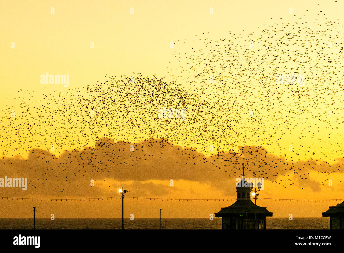 flock fly animal starling flight swarm bird dusk murmuration blackpool ...