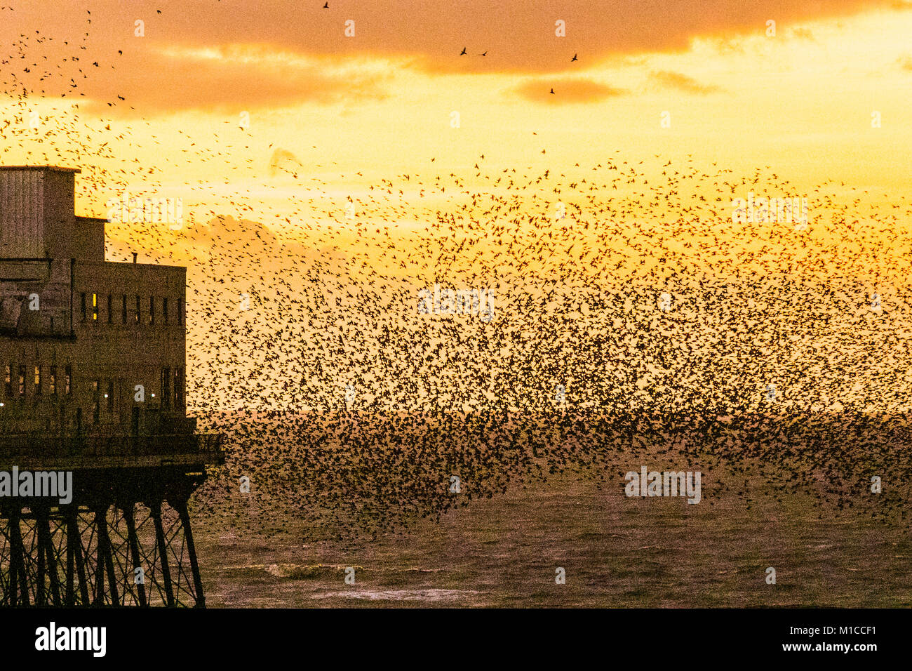 flock fly animal starling flight swarm bird dusk murmuration blackpool ...