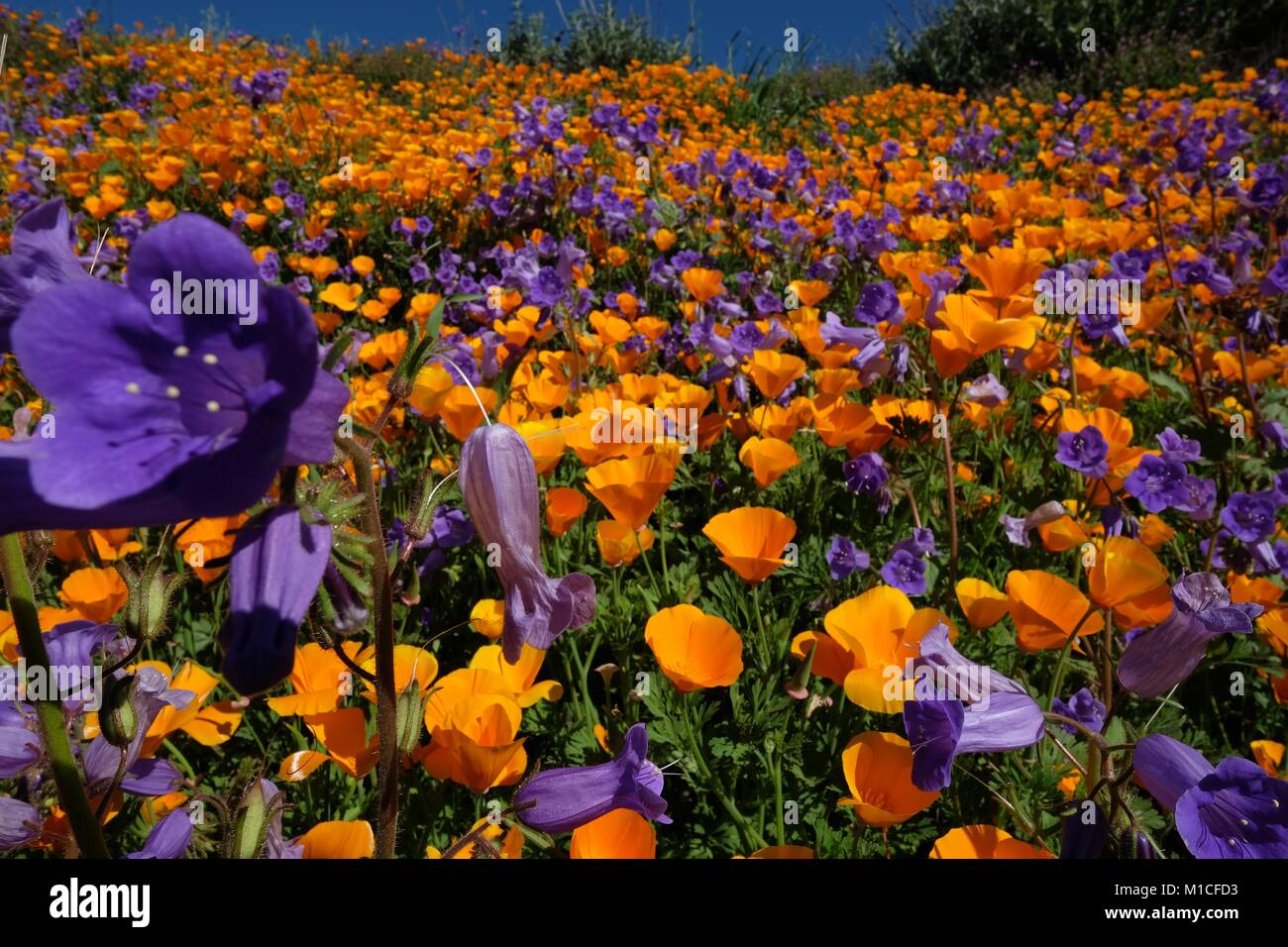 Chino Hills, California, USA. 12th Mar, 2017. With the wettest winter ...