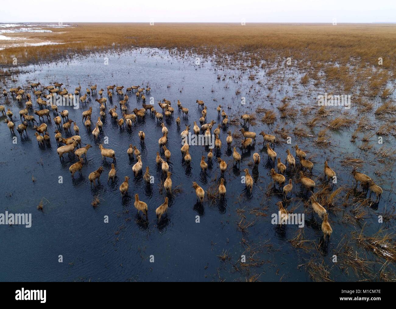 Yancheng, Yancheng, China. 25th Jan, 2018. Yancheng, CHINA-25th January ...