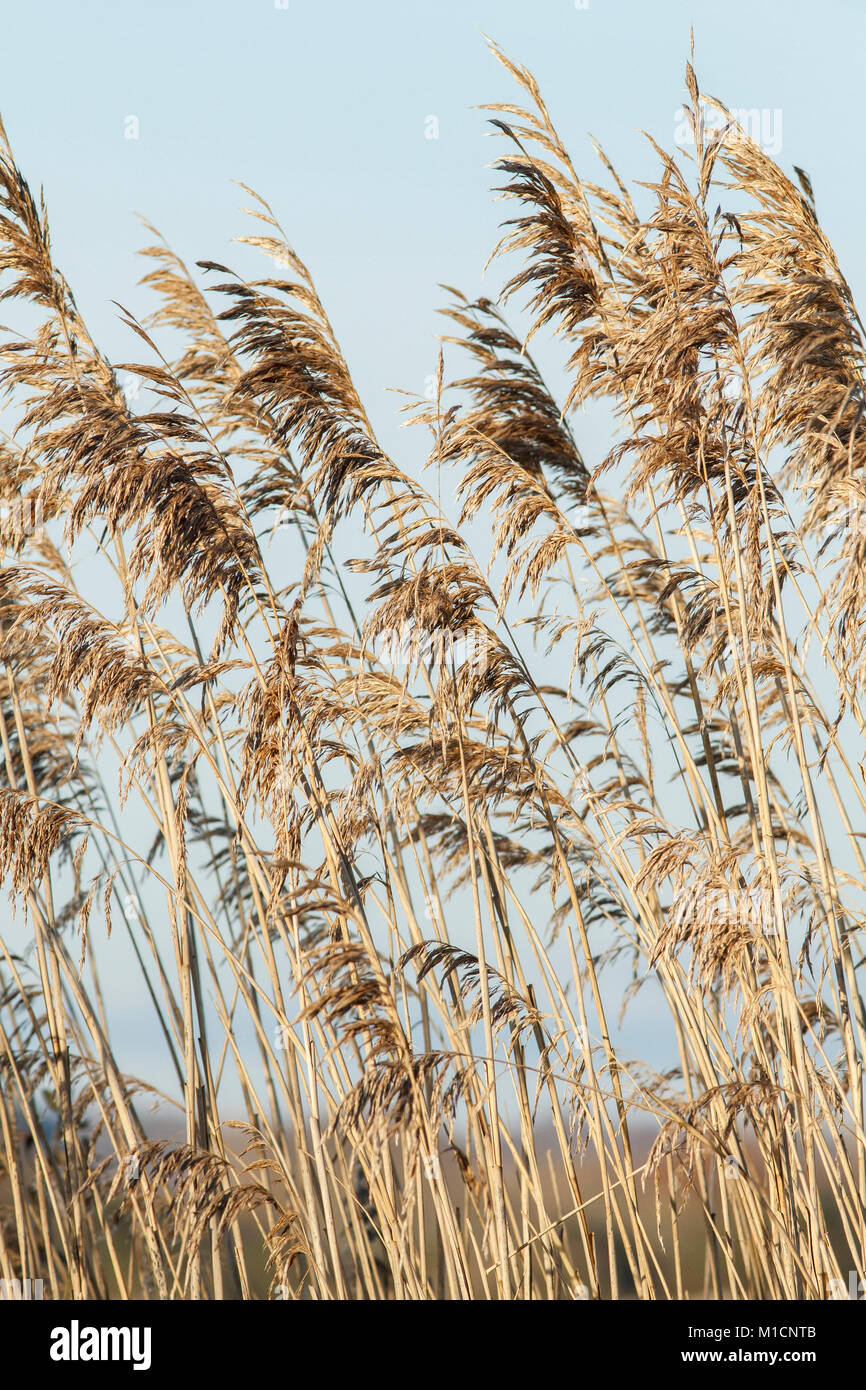 Common reed (phragmites australis Stock Photo - Alamy