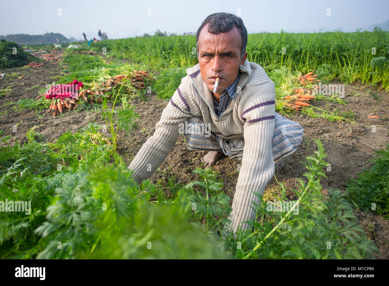 Carrot farmer smoking harvesting hi-res stock photography and images ...