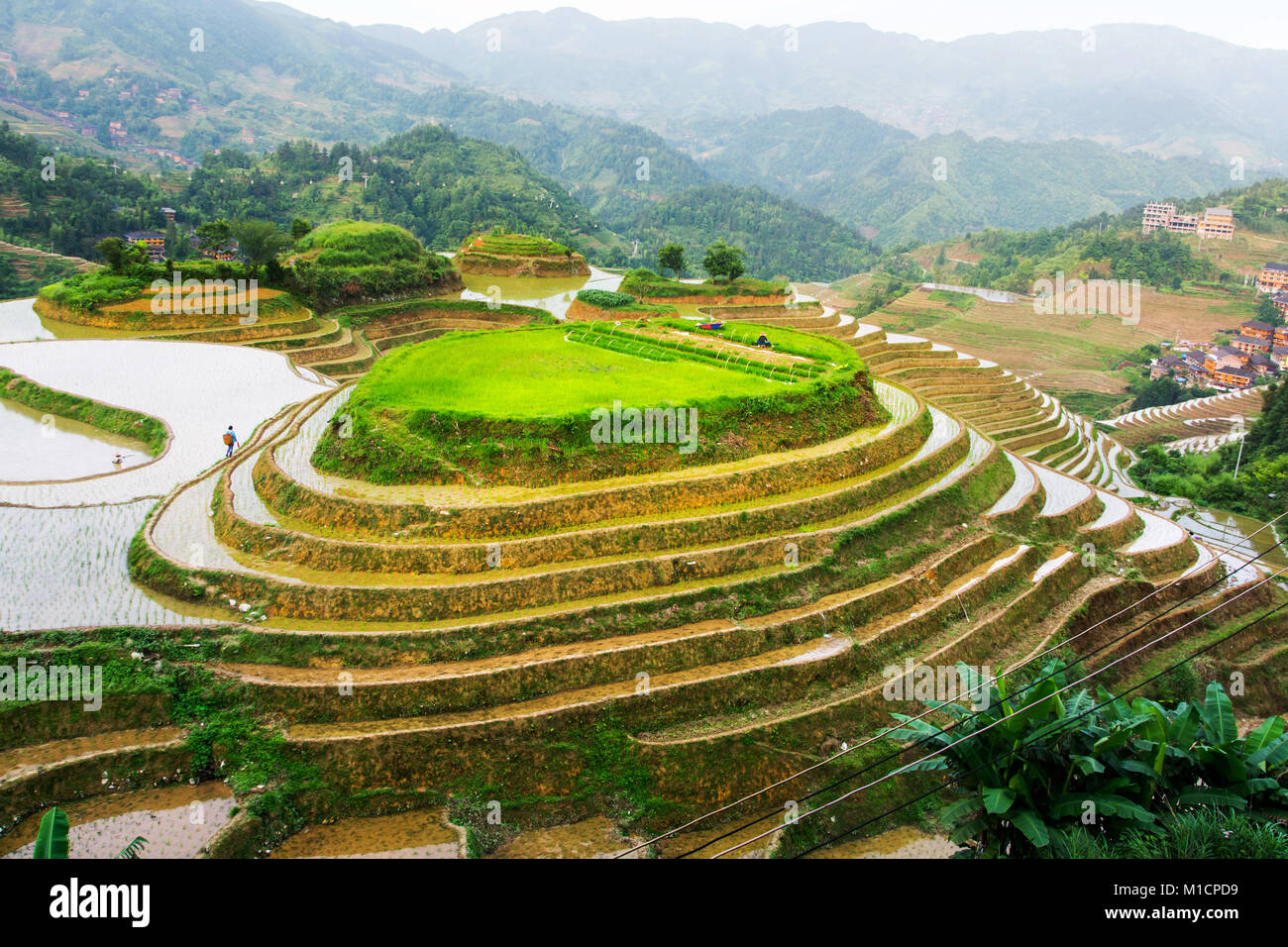 Terraced rice fields plantations in Longsheng, southern China Stock ...