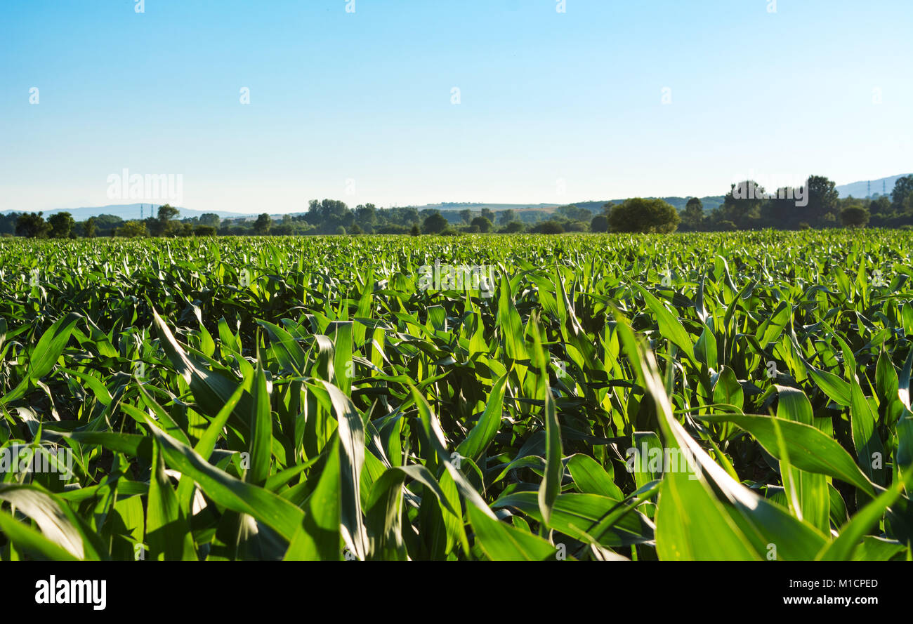 Young corn plantation landscape hi-res stock photography and images - Alamy