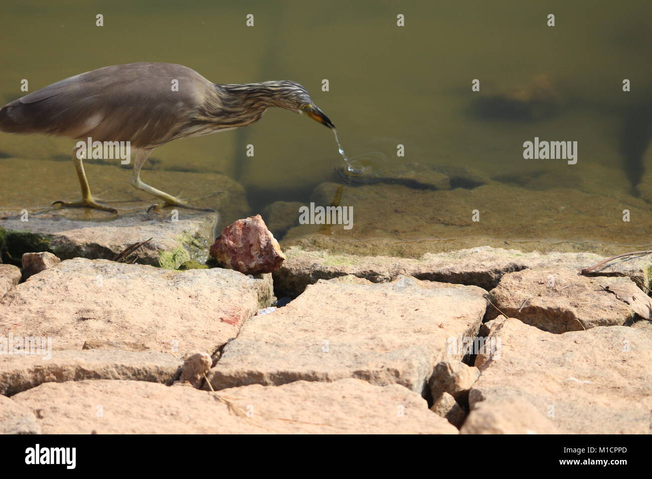 Indian pond heron in hi-res stock photography and images - Alamy