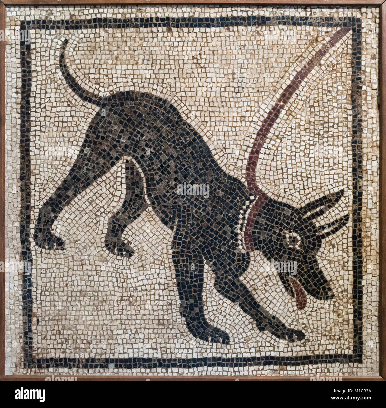 Naples. Italy. Roman mosaic of a dog on a lead, from Pompeii. Museo ...