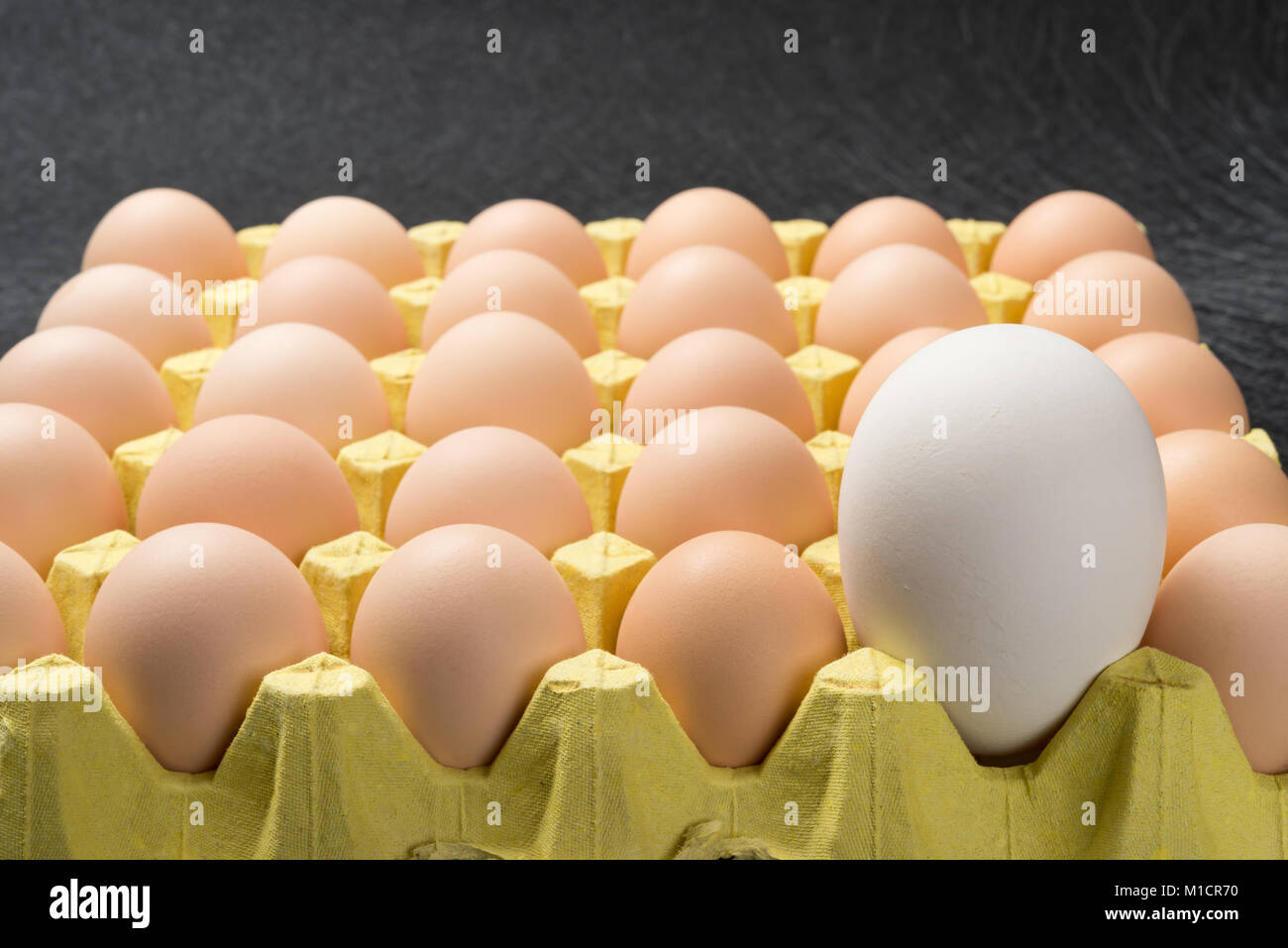 giant size goose egg between small chicken eggs concept of size ...