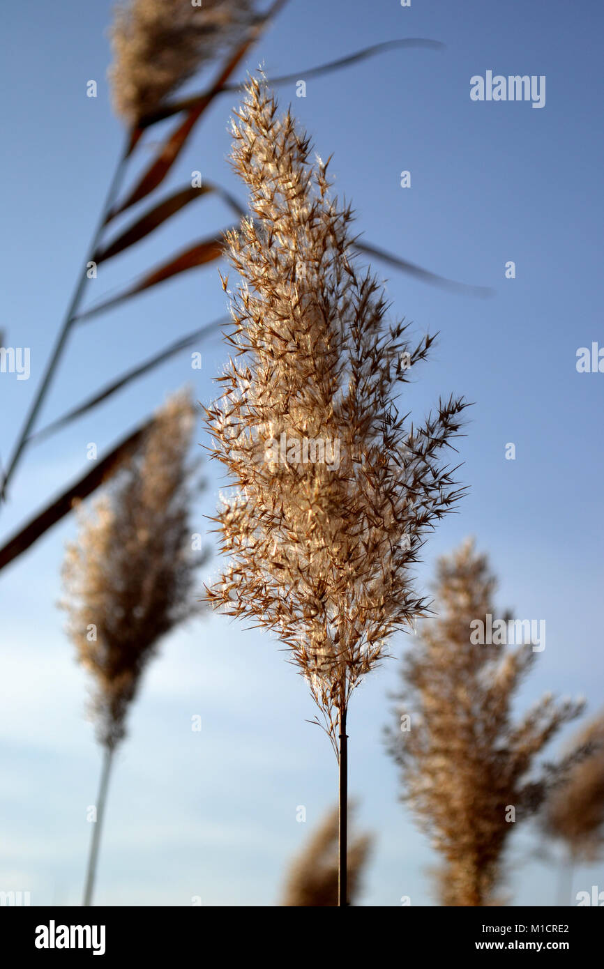 Grassland - Reeds Stock Photo - Alamy