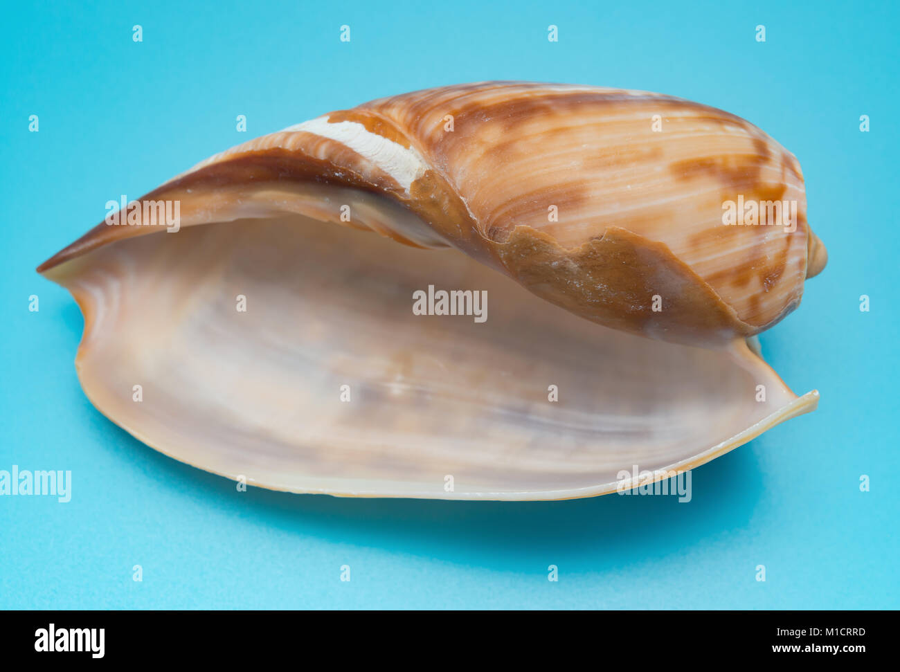 Cymbium species hi-res stock photography and images - Alamy