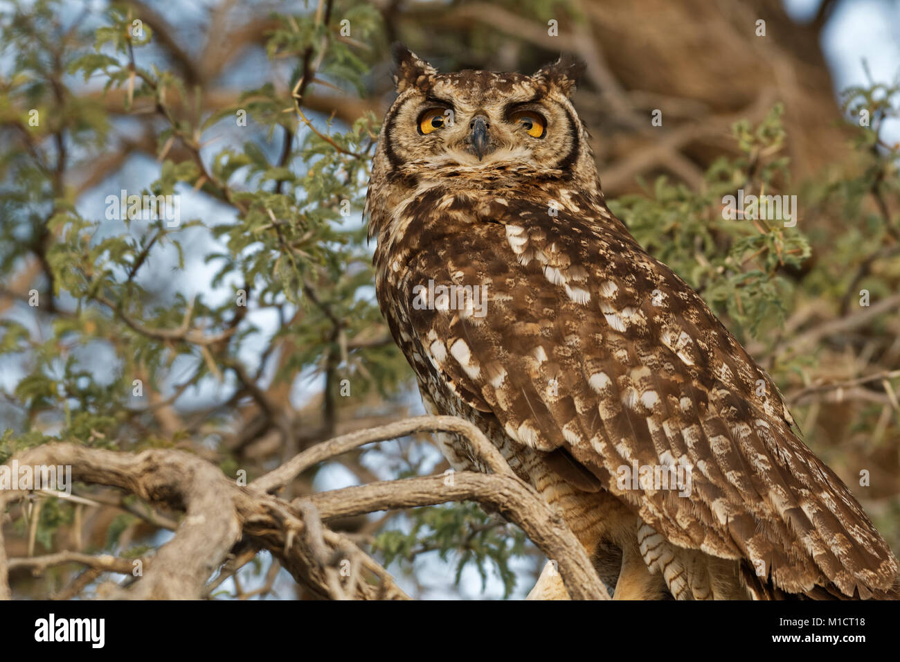 Bubo africanus strigidae hi-res stock photography and images - Alamy