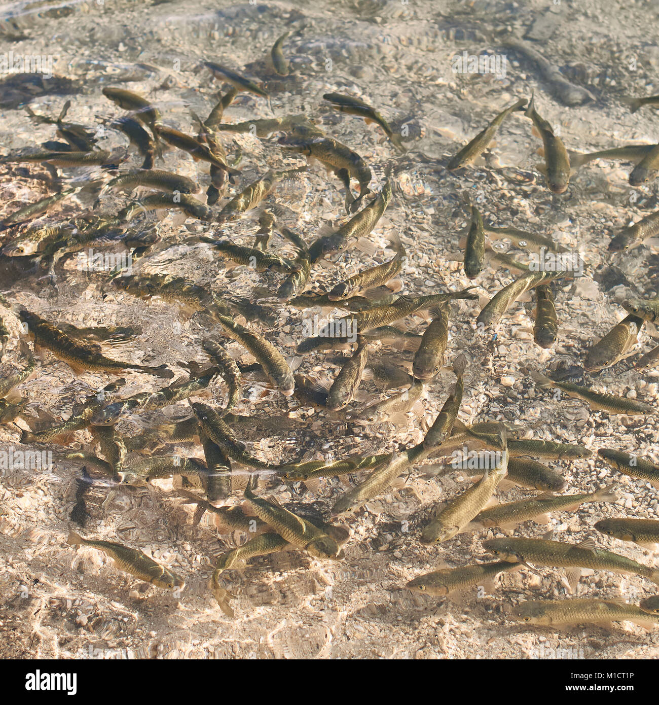 Chub fish hi-res stock photography and images - Alamy