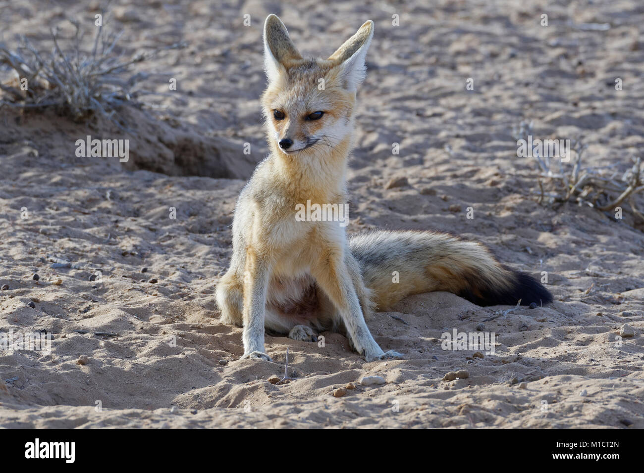 Cape fox (Vulpes chama), adult female sitting on sandy ground, morning ...