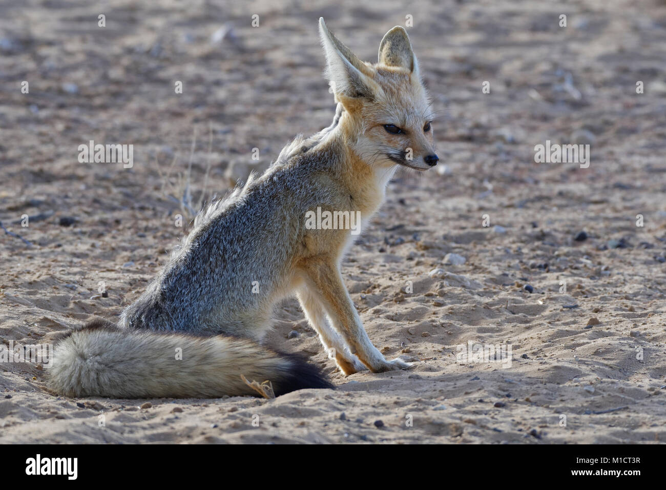 Cape fox (Vulpes chama), adult female sitting on sandy ground, morning ...