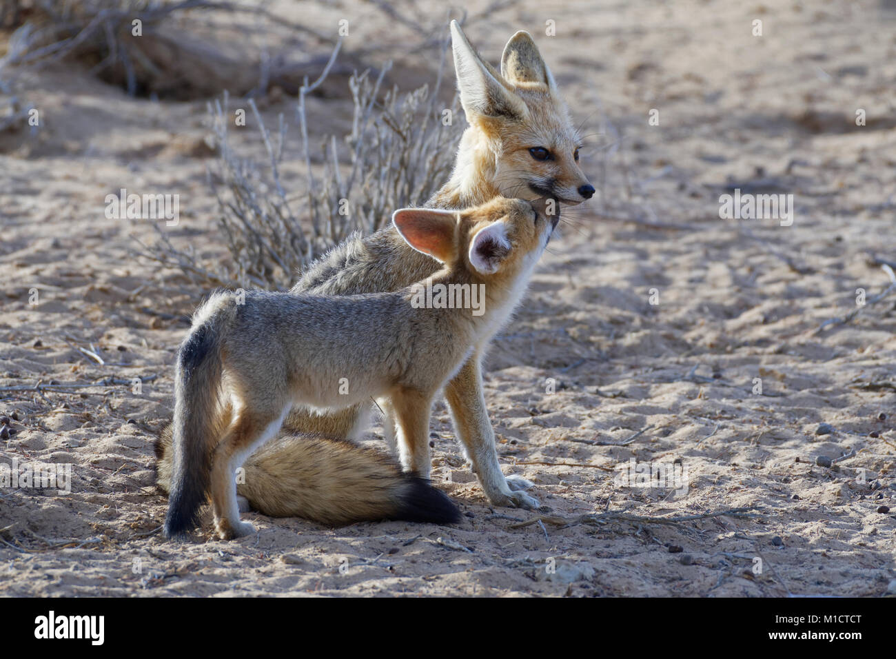 Cape foxes (Vulpes chama), mother and cub, morning light, Kgalagadi ...