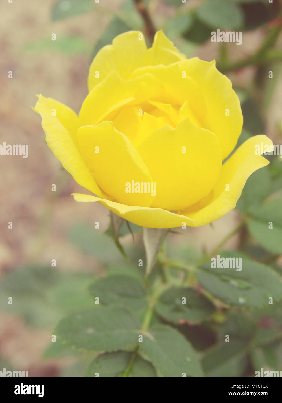 Tiny rose plant hi-res stock photography and images - Alamy