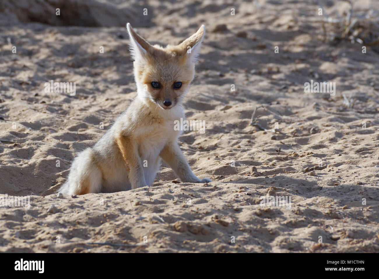 Young Cape fox (Vulpes chama) looking out from burrow entrance, morning ...