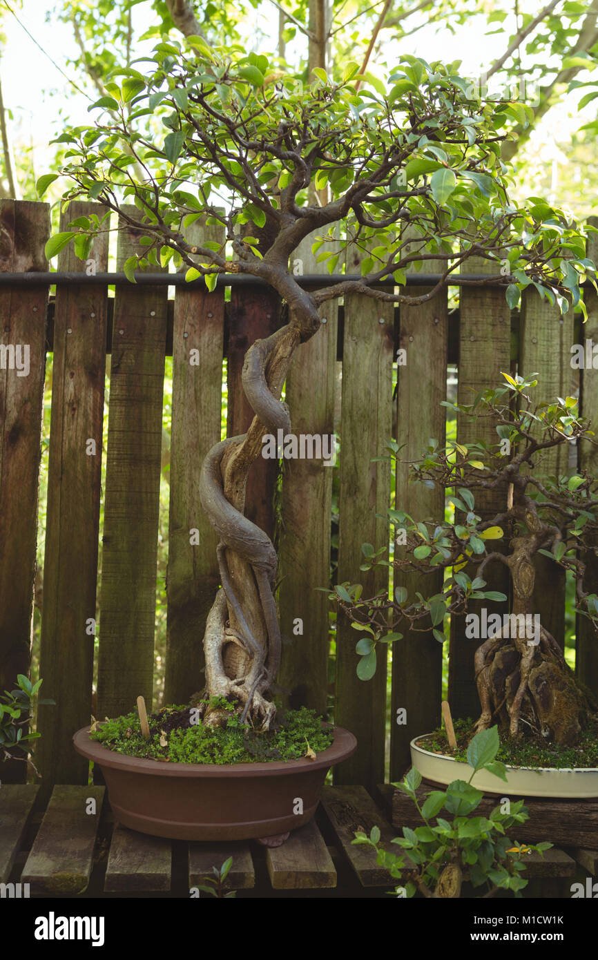 Pot plants hi-res stock photography and images - Alamy