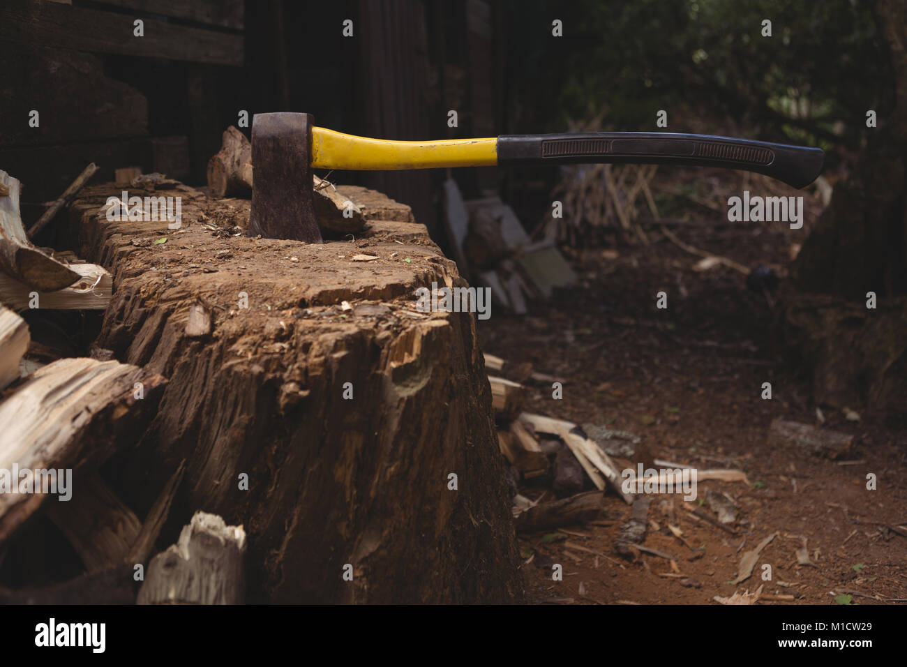 Axe tree hi-res stock photography and images - Alamy