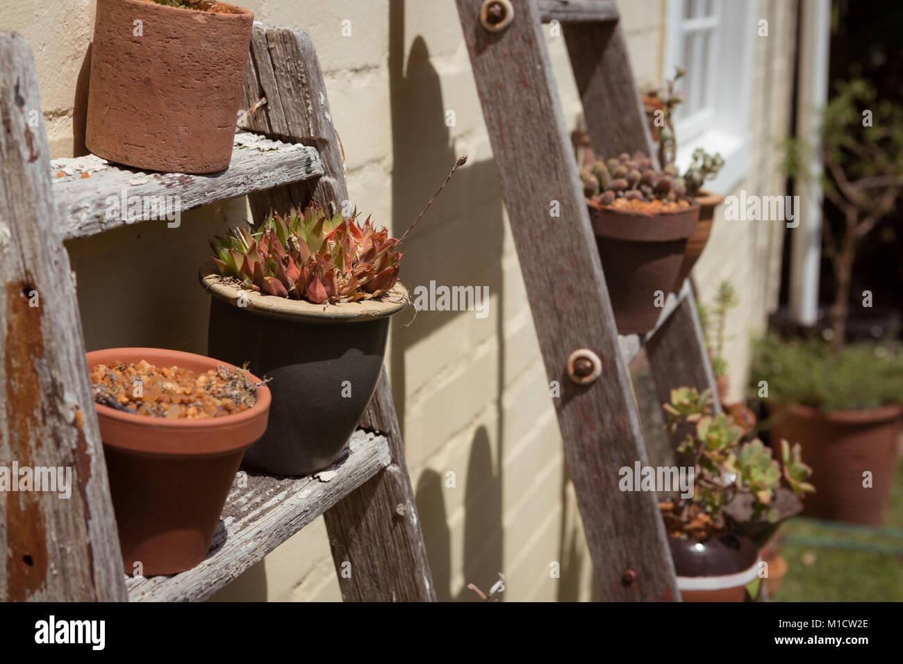 Pot plants on wooden ladder Stock Photo - Alamy
