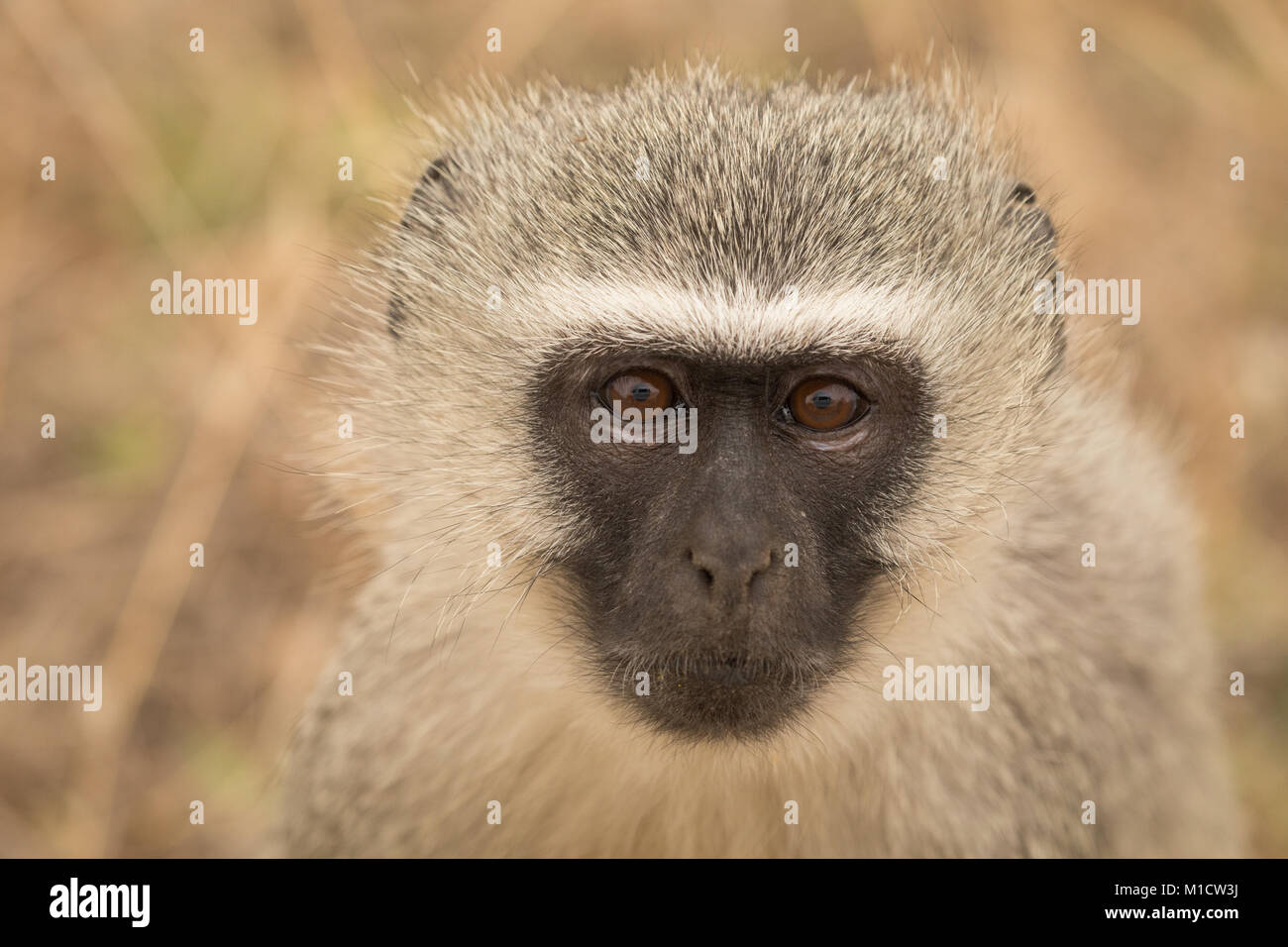 Monkey safari hi-res stock photography and images - Alamy