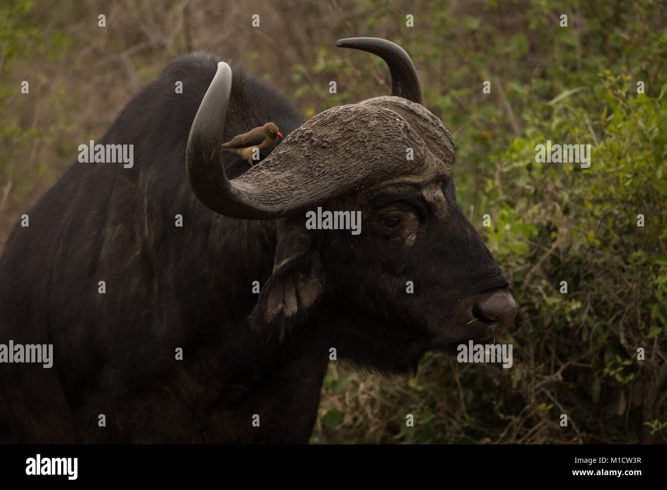 Close-up of wild buffalo in safari park Stock Photo - Alamy