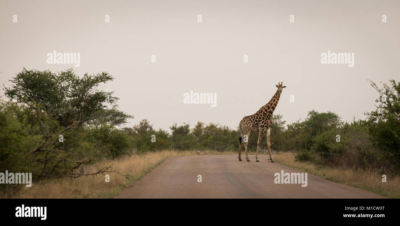 Giraffe on road Stock Photo - Alamy