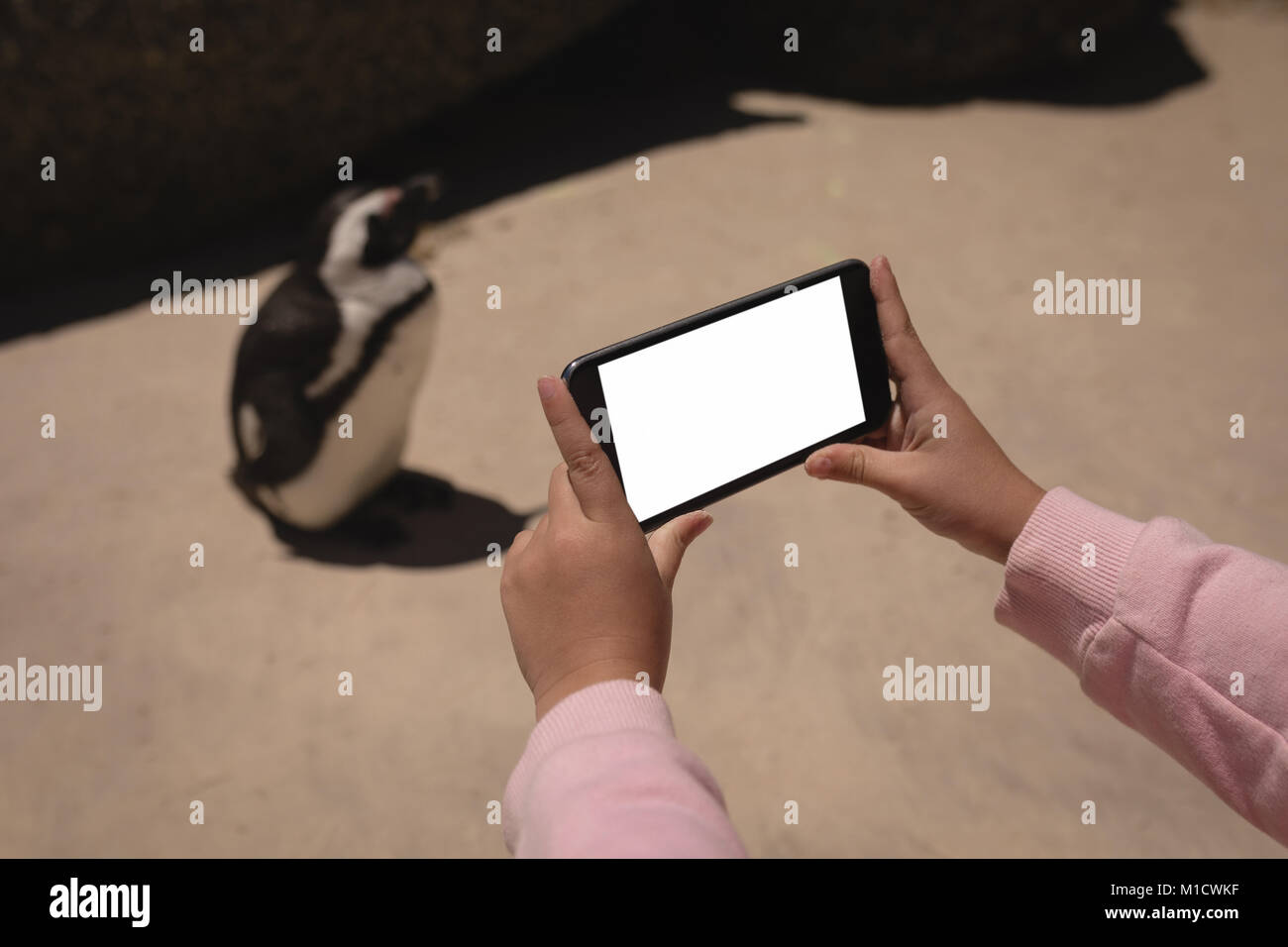 Girl taking picture of penguins with mobile phone Stock Photo - Alamy