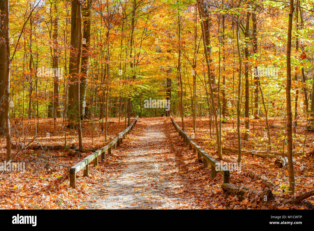 Fall forest path fallen leaves hi-res stock photography and images - Alamy