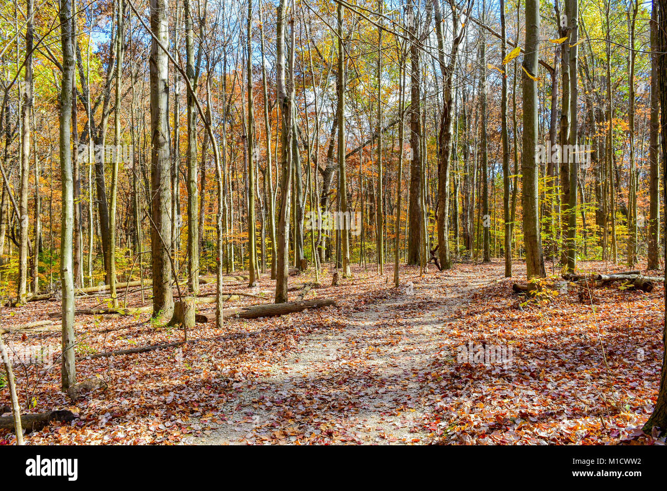 Few Leaves High Resolution Stock Photography and Images - Alamy