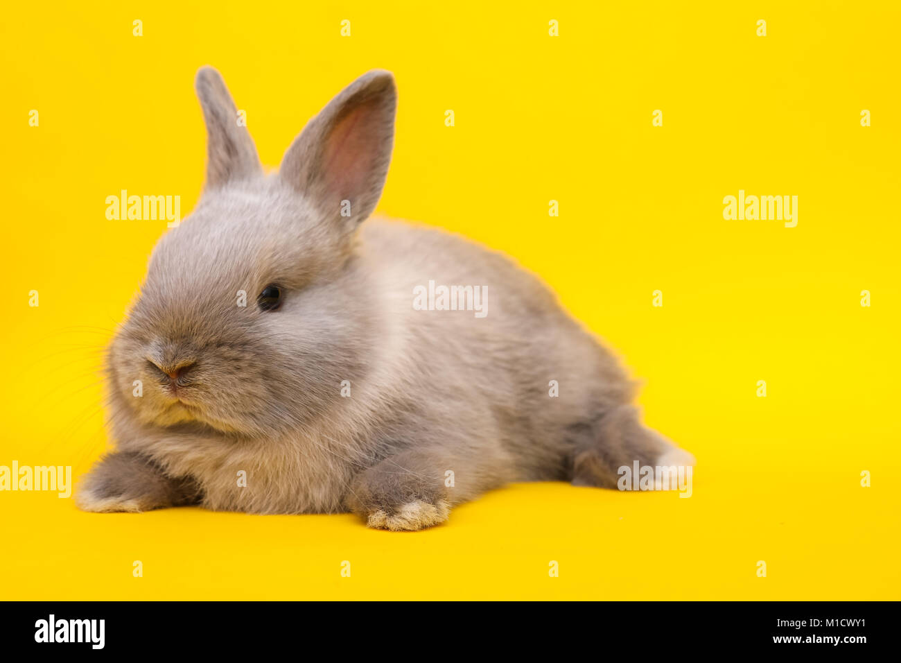 Little rabbit on the yellow background Stock Photo - Alamy